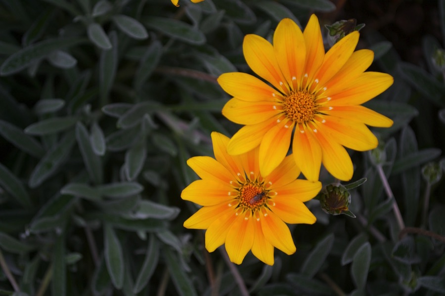 Logan Botanic Garden | Green Adventures