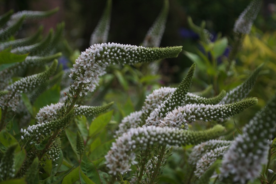 Logan Botanic Garden | Green Adventures