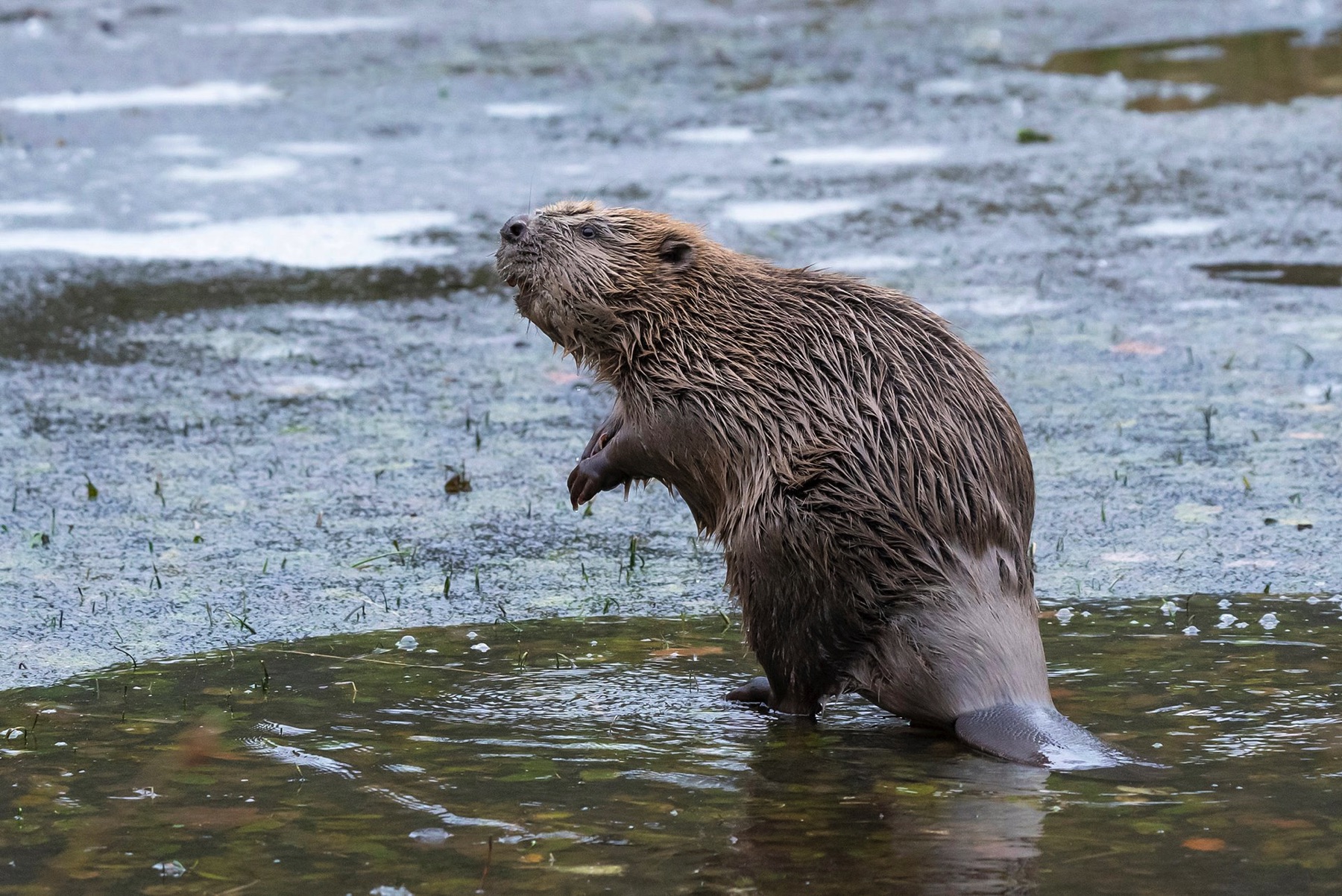 Argaty Beavers | Green Adventures